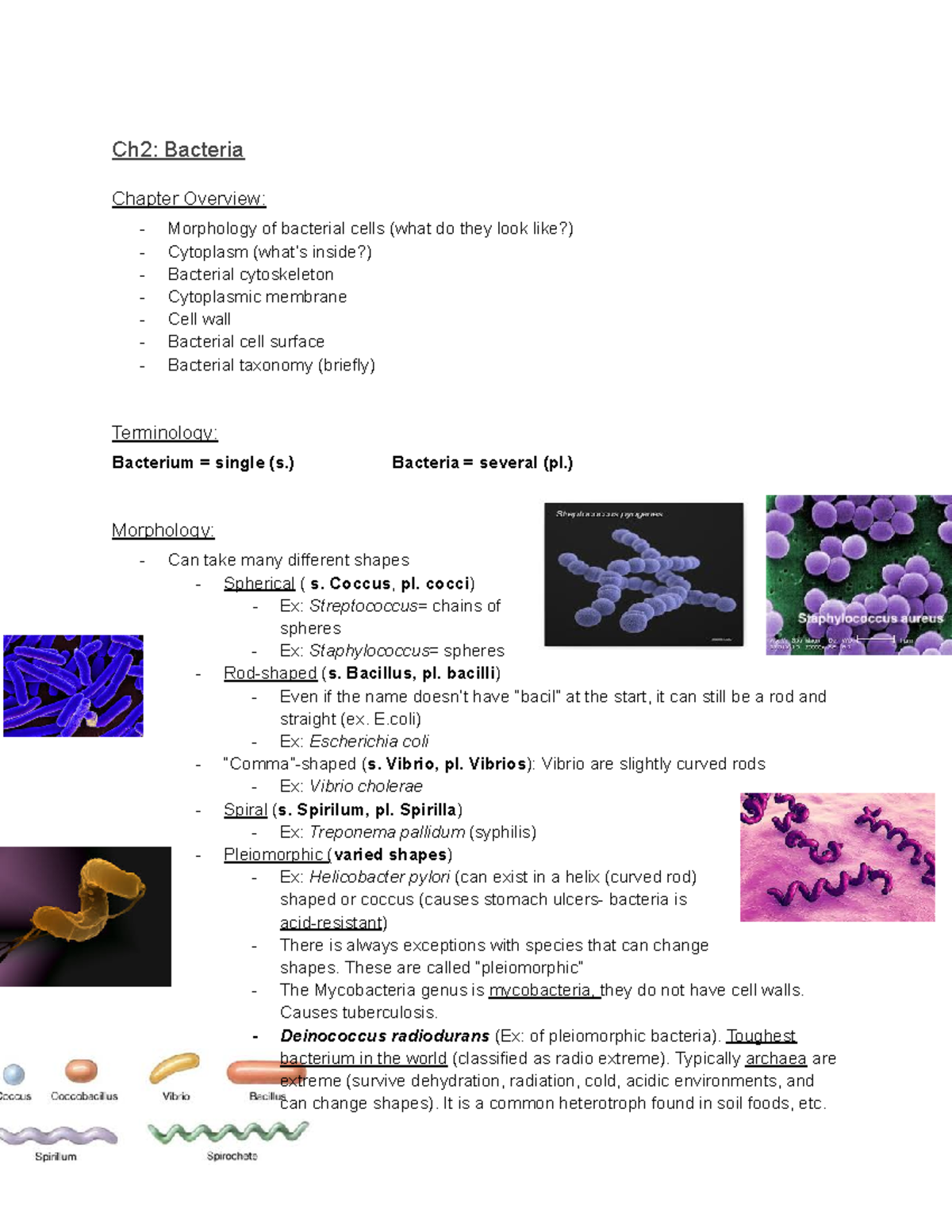Microbiology Chapter 2 Bacteria - Ch2: Bacteria Chapter Overview: Morphology of bacterial cells ...
