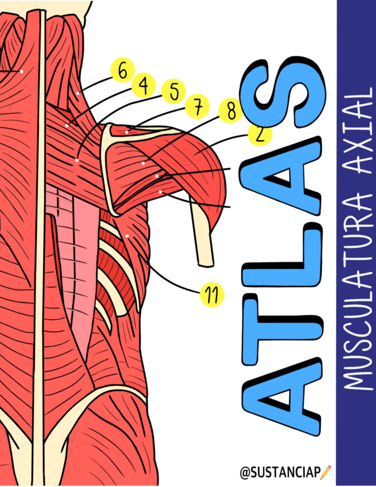 Atlas Músculos Axial - Apuntes 2 - LÁMINA 1 – CARA ANTERIOR MÚSCULOS ...