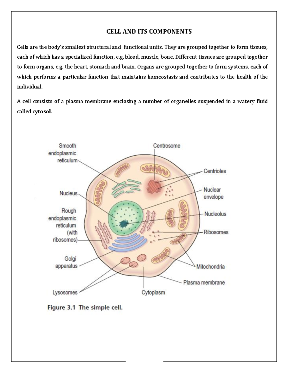 CELL - CELL - 1 CELL AND ITS COMPONENTS Cells are the body’s smallest ...