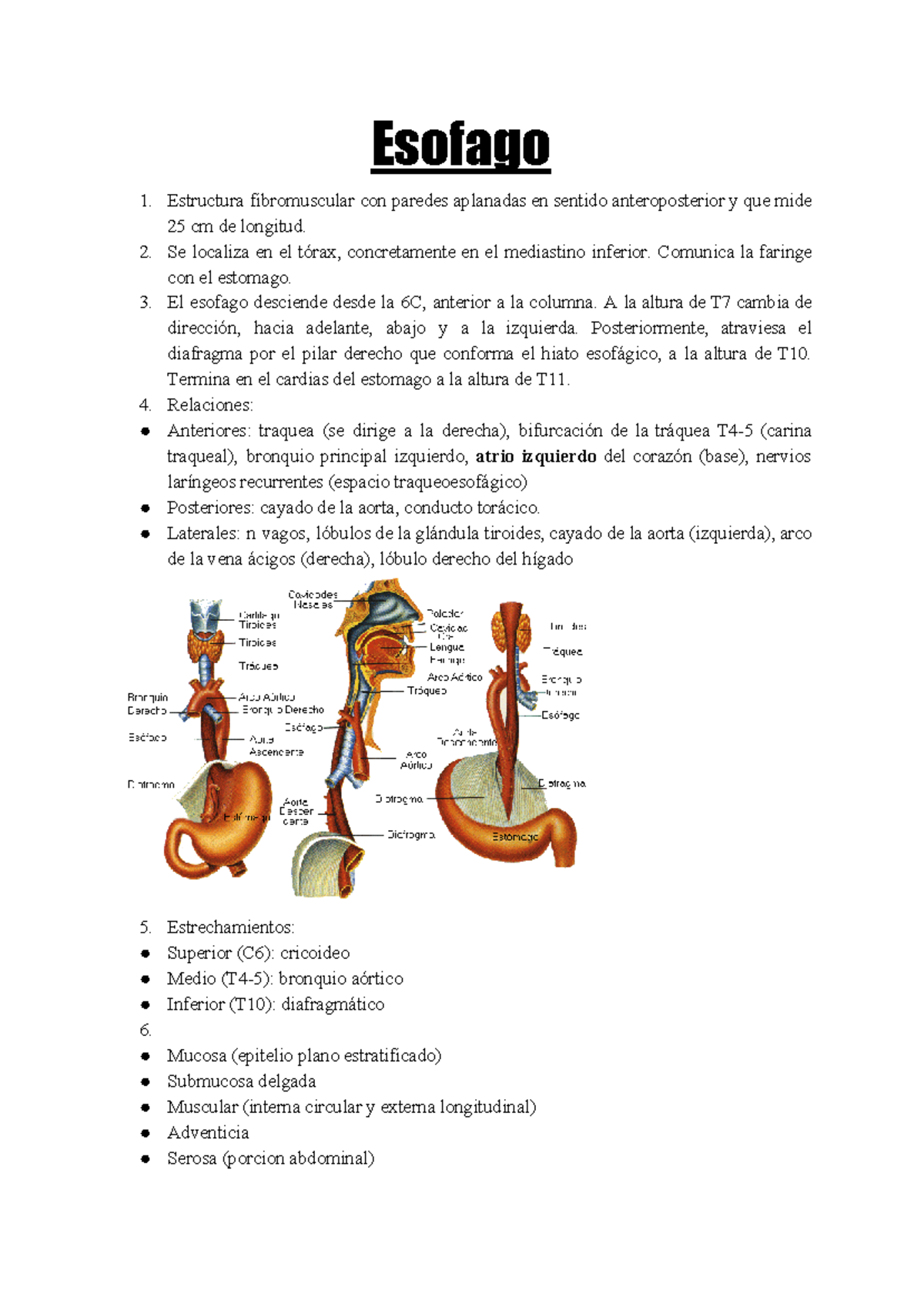 Visceras: Esofago, estomago y bazo - Esofago Estructura fibromuscular ...