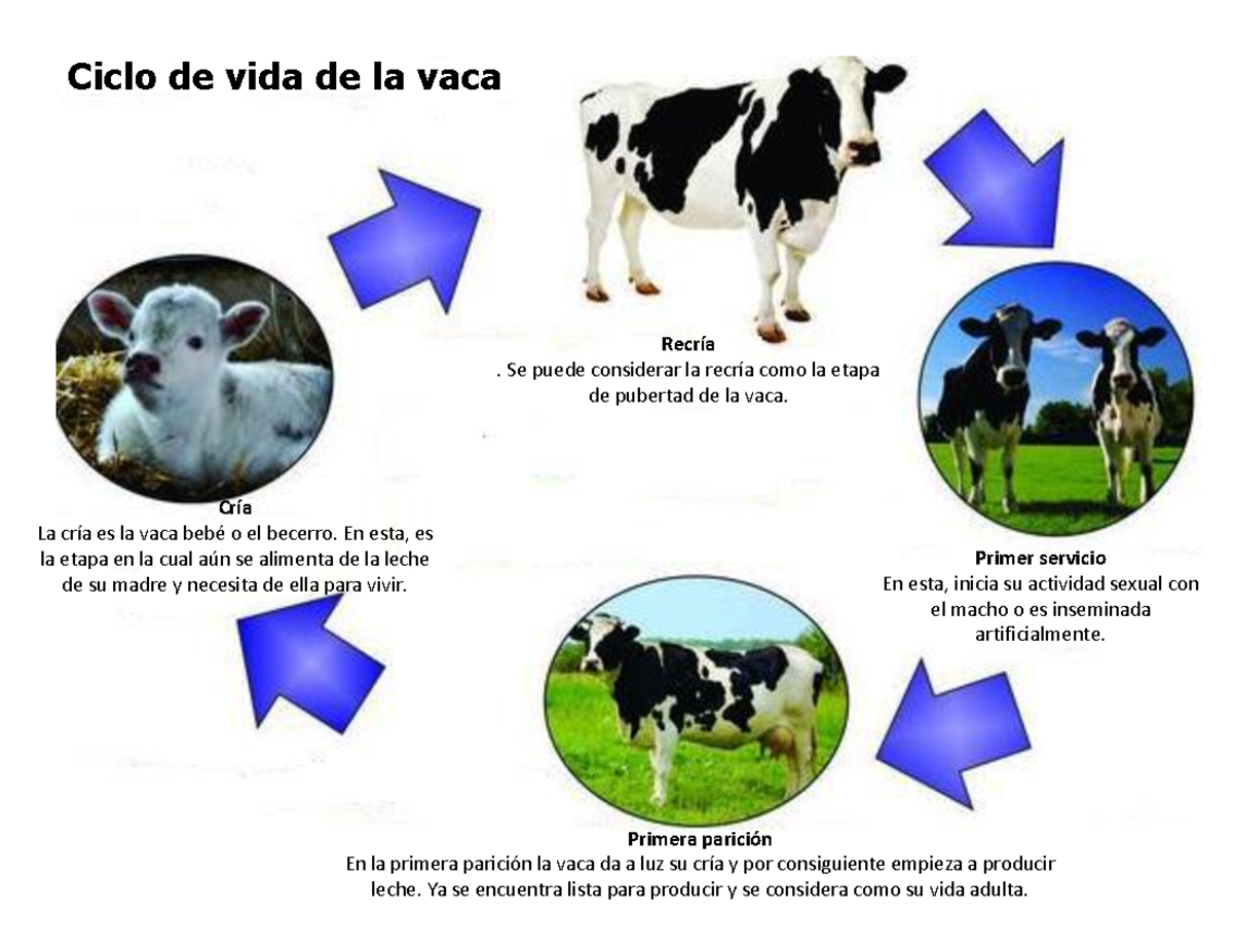 Ciclo-de-vida-de-la-vaca compress - CrÌa La crÌa es la vaca bebÈ o el ...
