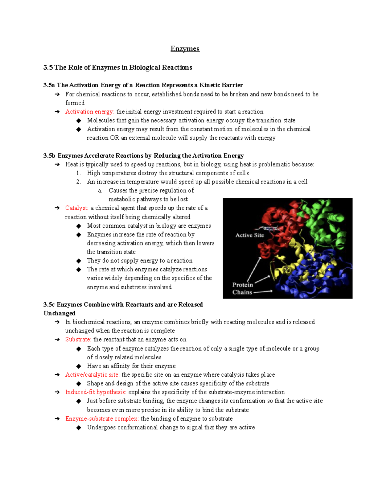 Topic #3 Enzymes - BIO 1022 - Enzymes 3 The Role of Enzymes in ...