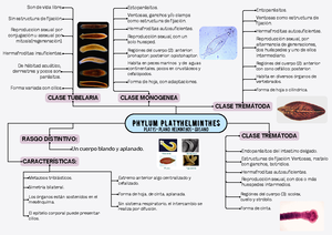 F4Taxonomiaycaracteristicas poryfera - CLASIFICACIÓN DEL REINO ANIMAL ...