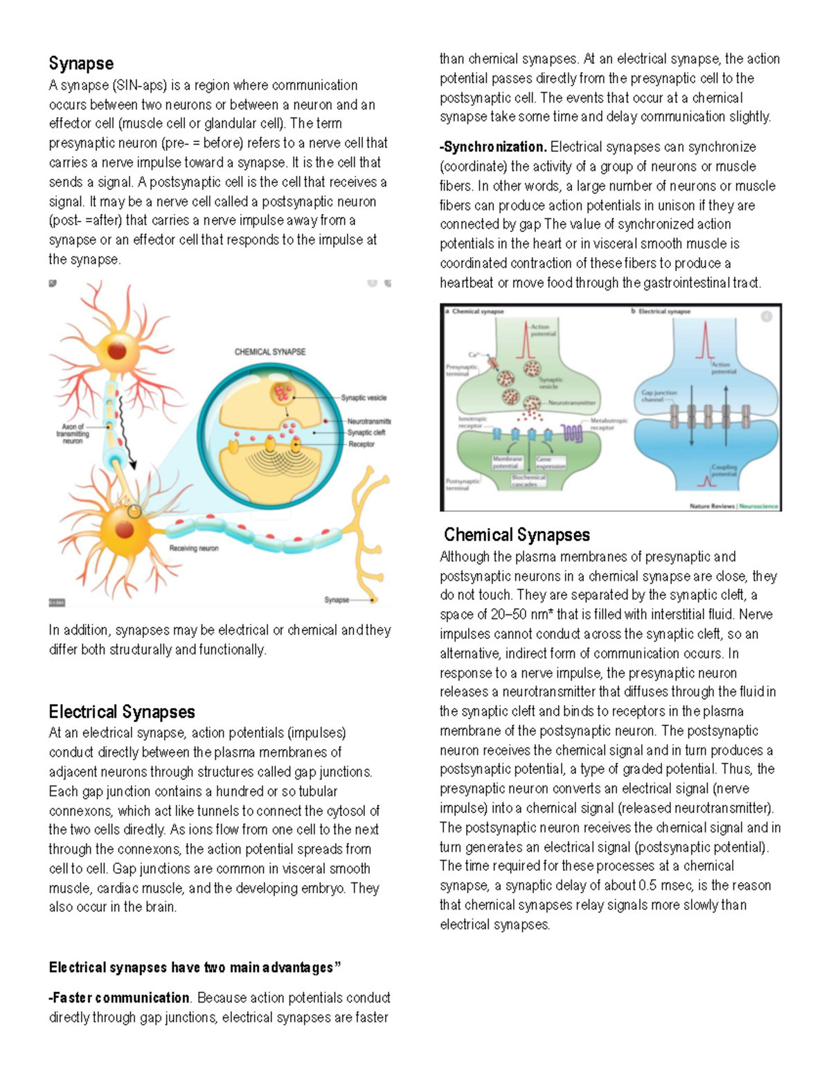 NS- Synapse - Lecture notes 5 - Fundamentals of Biology - La Salle ...