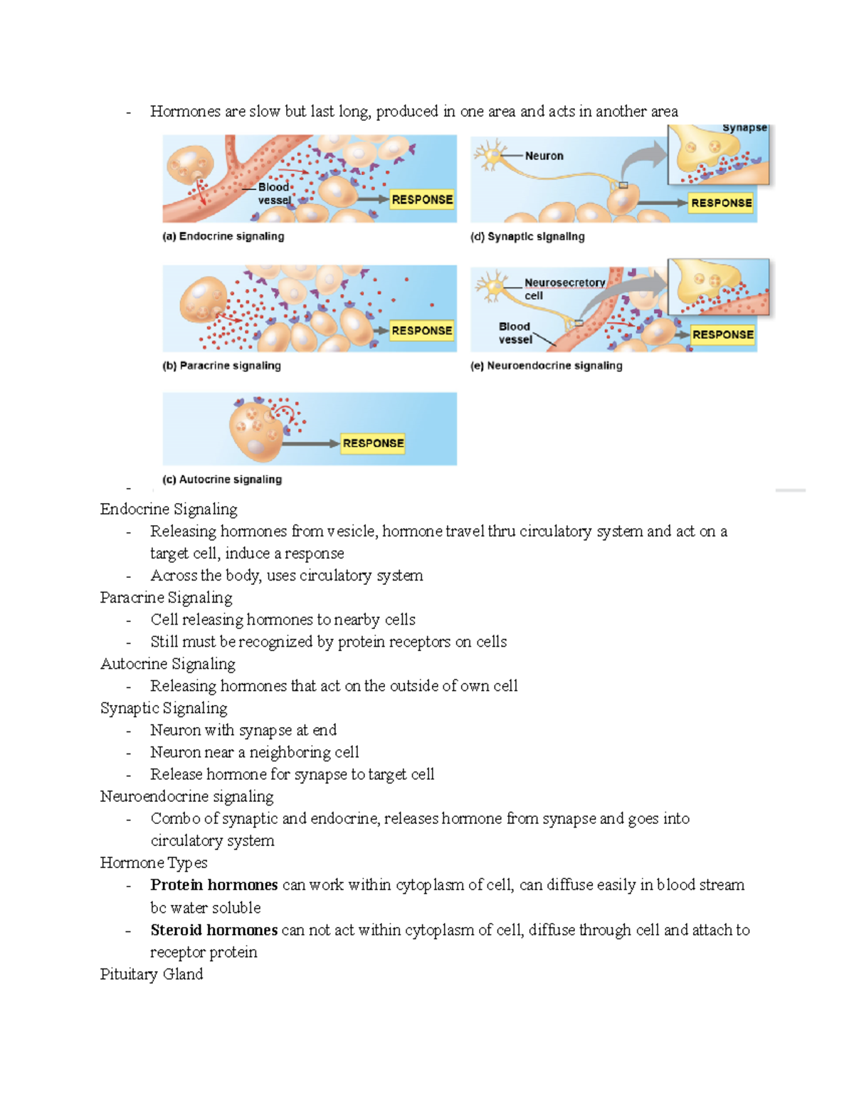 Endocrine System - Includes information on nephrons, urine cycle etc ...