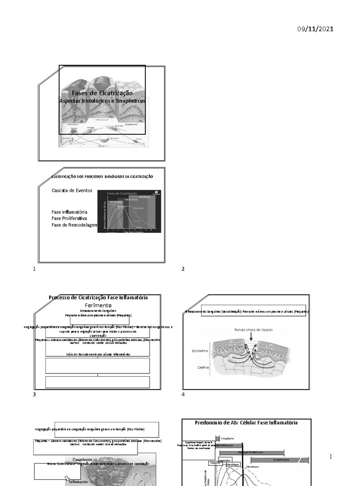Fases de Cicatrização da Ferida e Reparo Tecidual - 09/11/ 1 Fases de ...