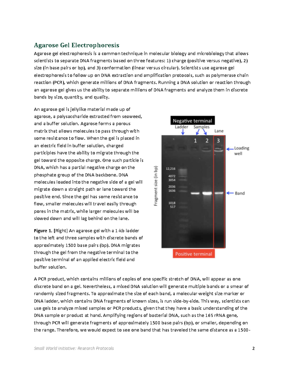 Agarose gel electrophoresis summary - - Studocu