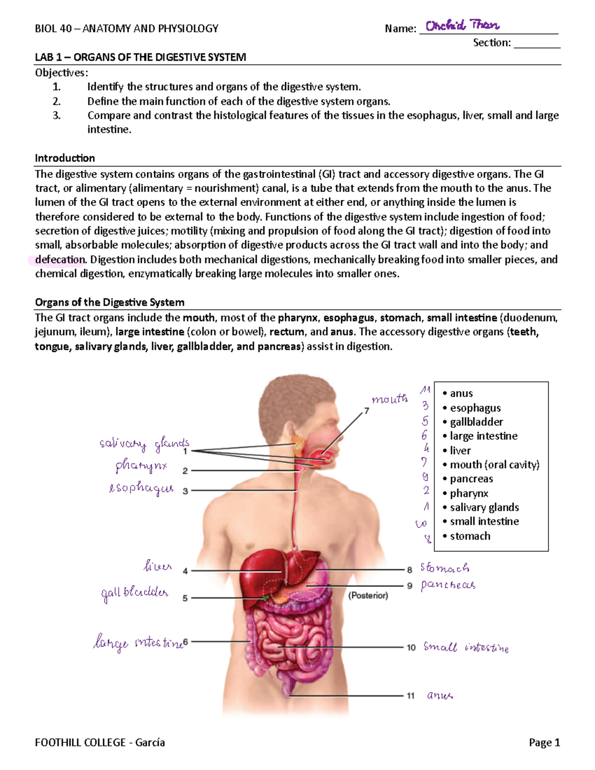 Lab 1 - Organs of the Digestive System - BIOL 40 – ANATOMY AND PHYSIOLOGY Name: - Studocu