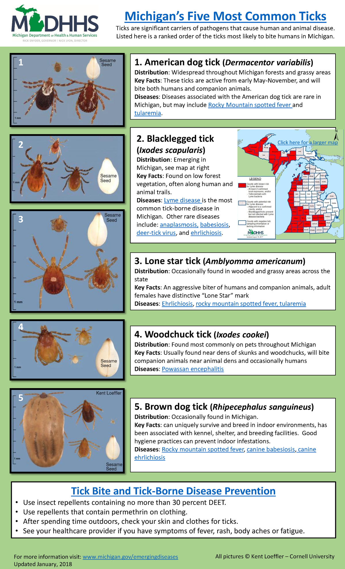 5commonticks 282020 7 - Asdc - 1. American dog tick (Dermacentor ...
