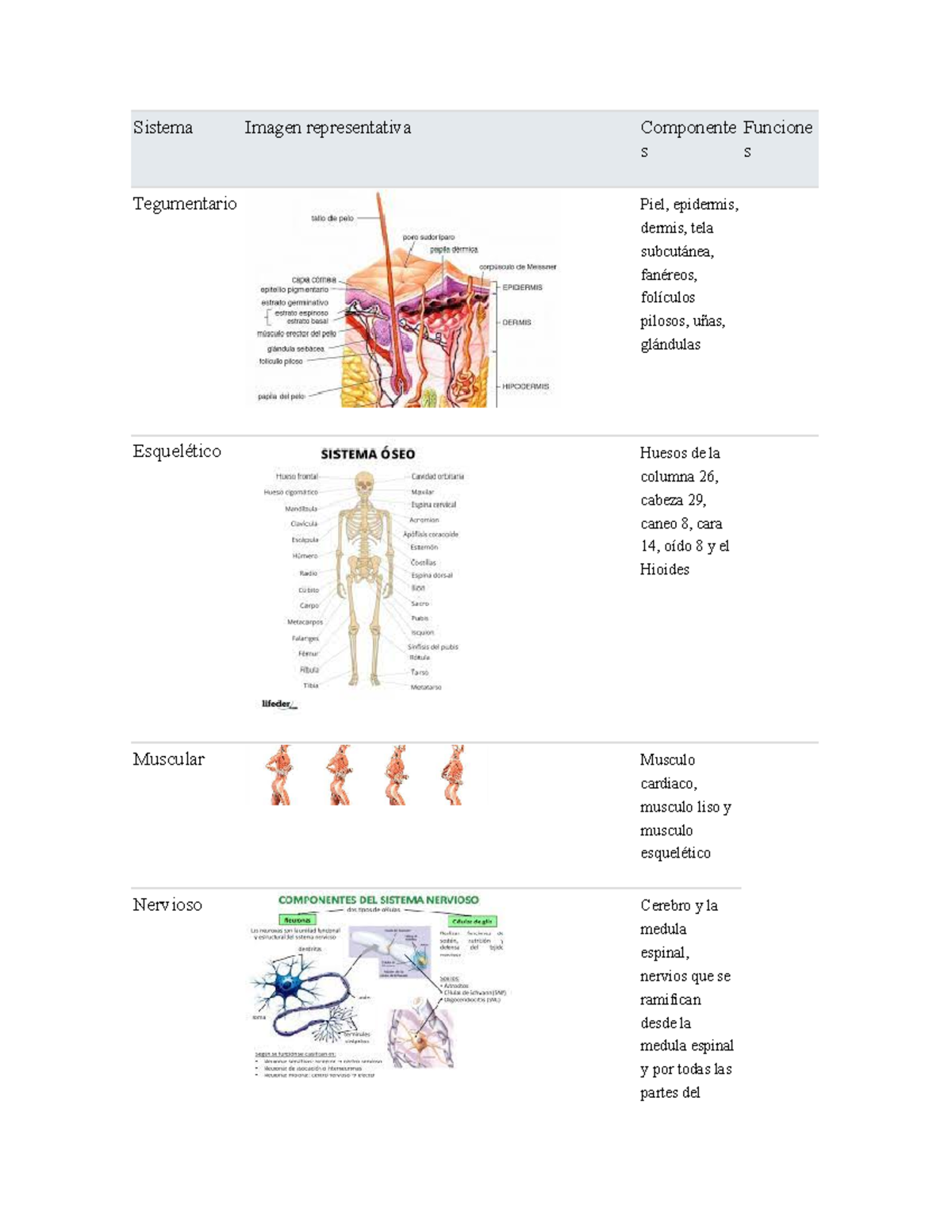 Cuerpo humano Actividad 1 - s s Tegumentario Piel, epidermis, dermis ...