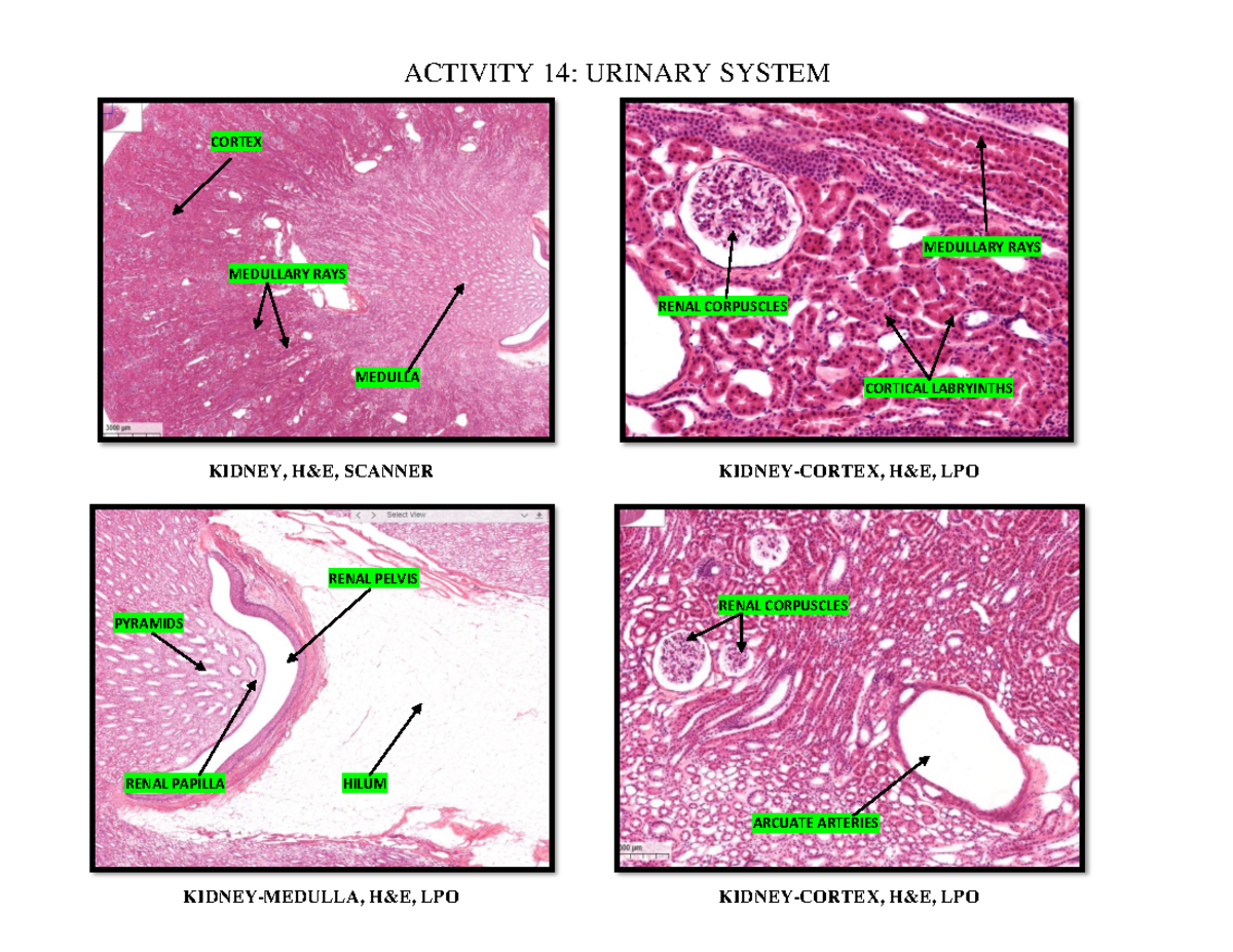 Histopathology Urinary System KIDNEY H E SCANNER KIDNEY CORTEX H