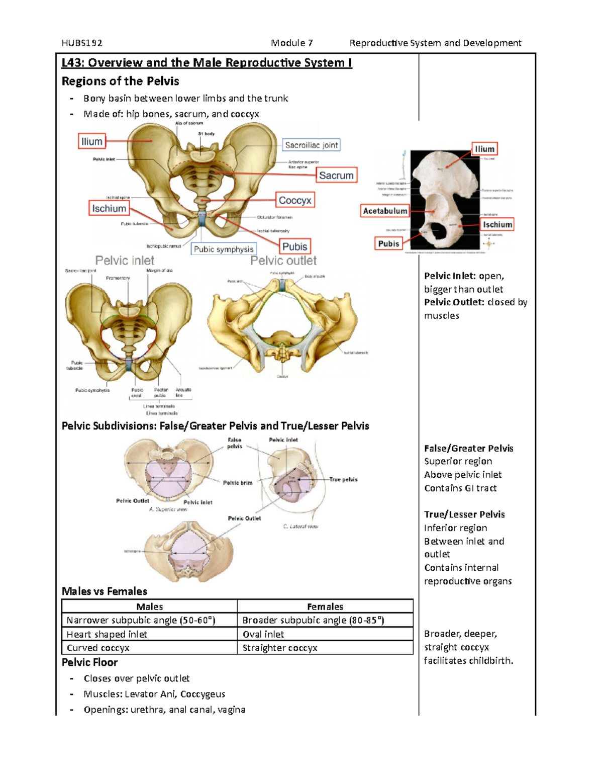 07 Reproductive System - Levator ani stretches during childbirth ...