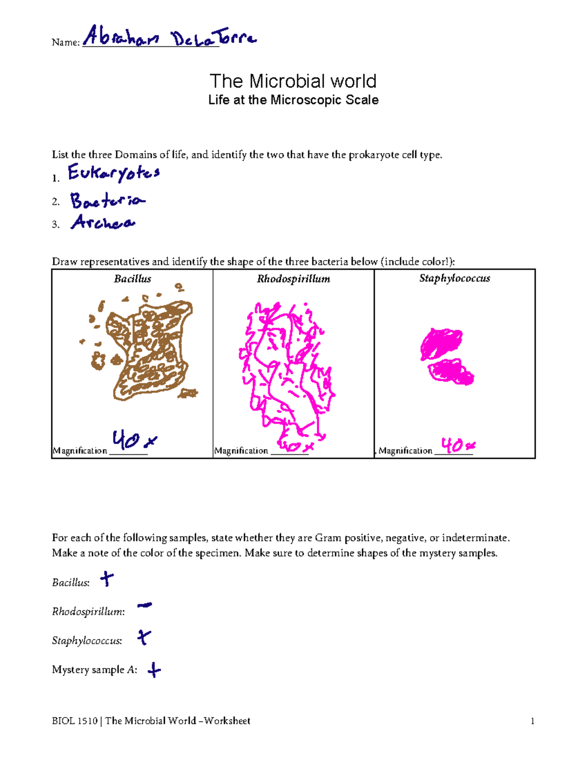 +02+Lab+Worksheet+Microbes+ - Name: __________________________ BIOL ...