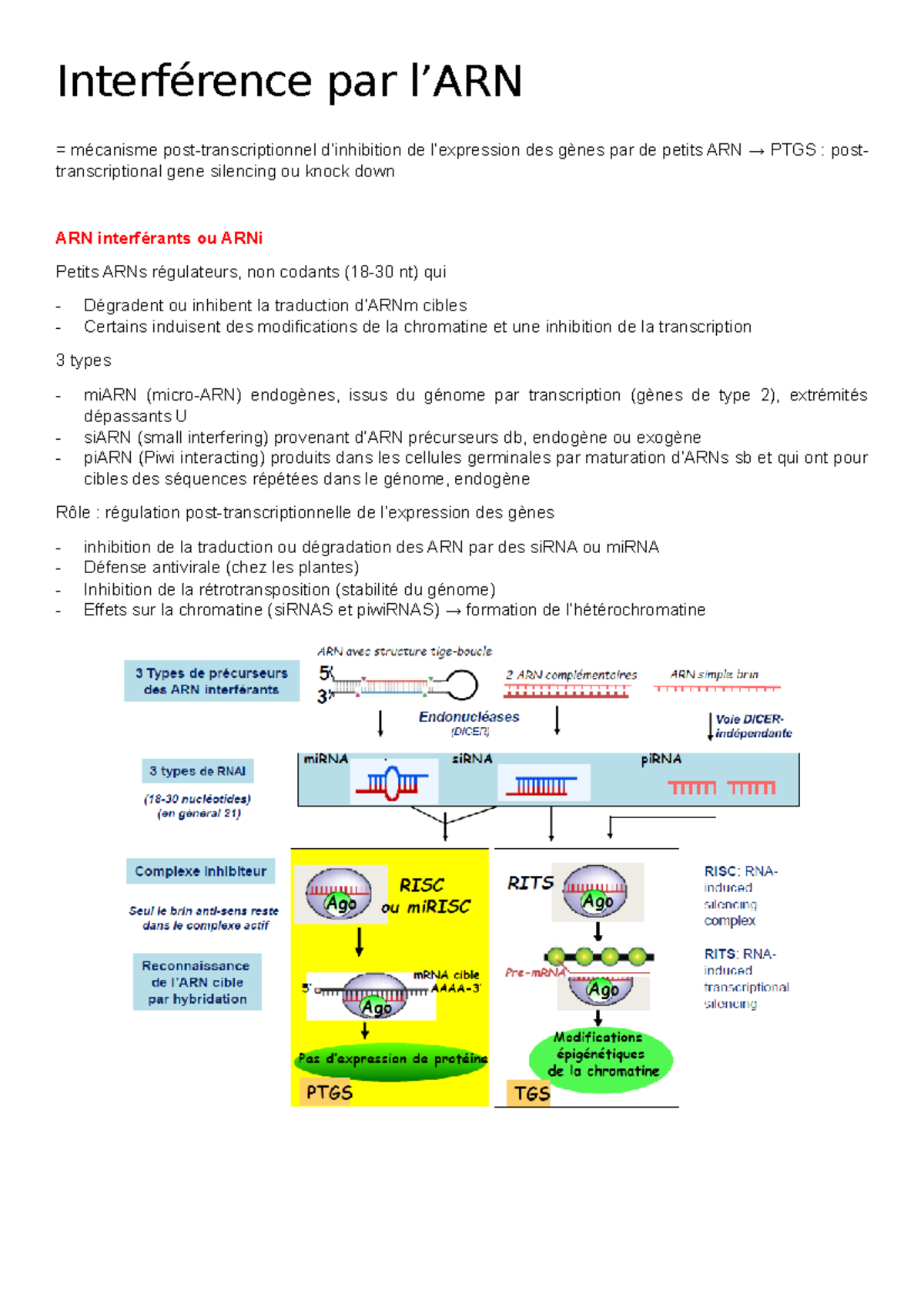 14bis - Interférence par l'ARN - Interférence par l’ARN = mécanisme ...