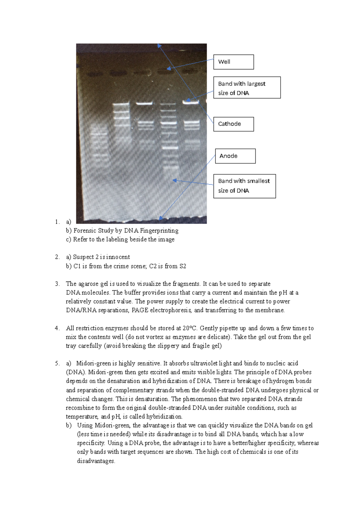 LIFS 1904 Lab Report 2 (Ex 2) - LA 1 Group 20 - a) b) Forensic Study by ...