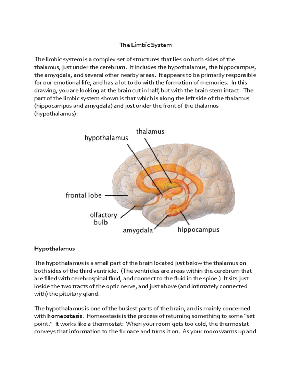 Understanding the Limbic System (Notes) - The Limbic System The limbic ...