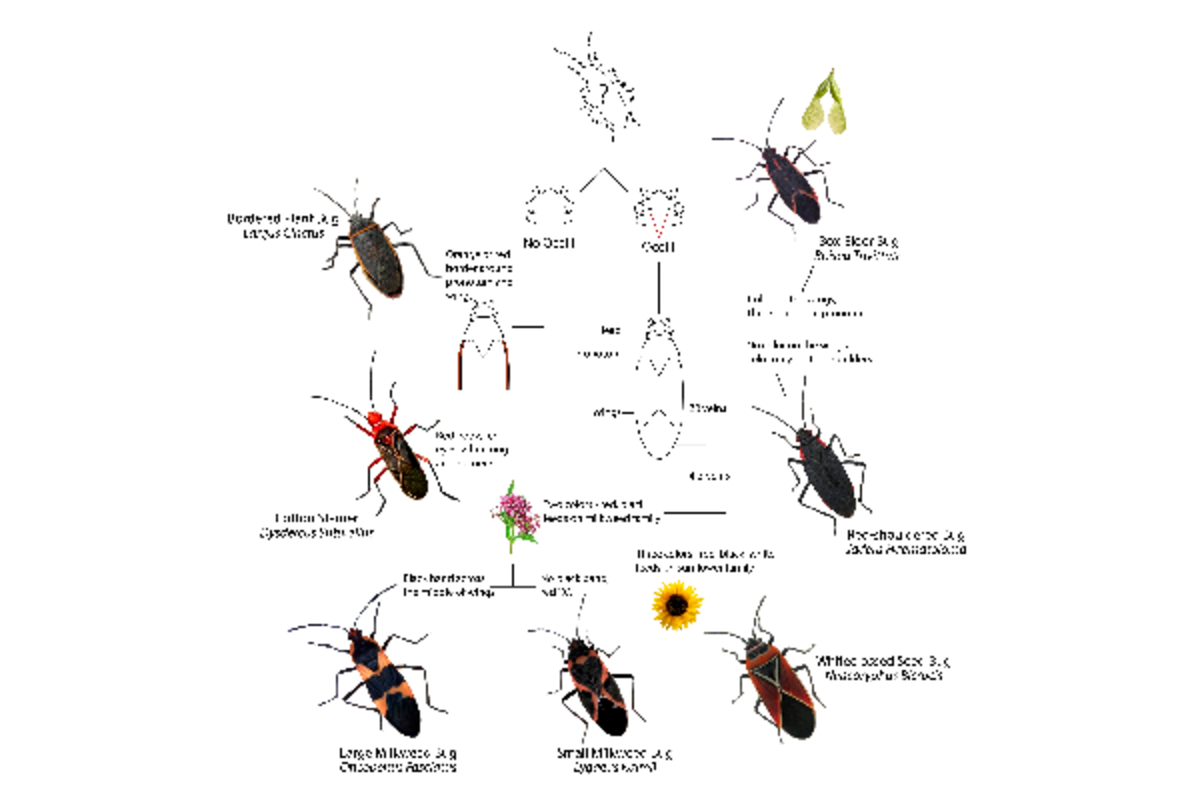 Fs lab 1 flow - bugs - Studocu