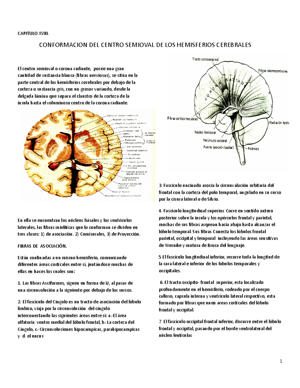 Centro Semioval - Apuntes 1 - CAPITULO XVIII. El centro semioval o ...