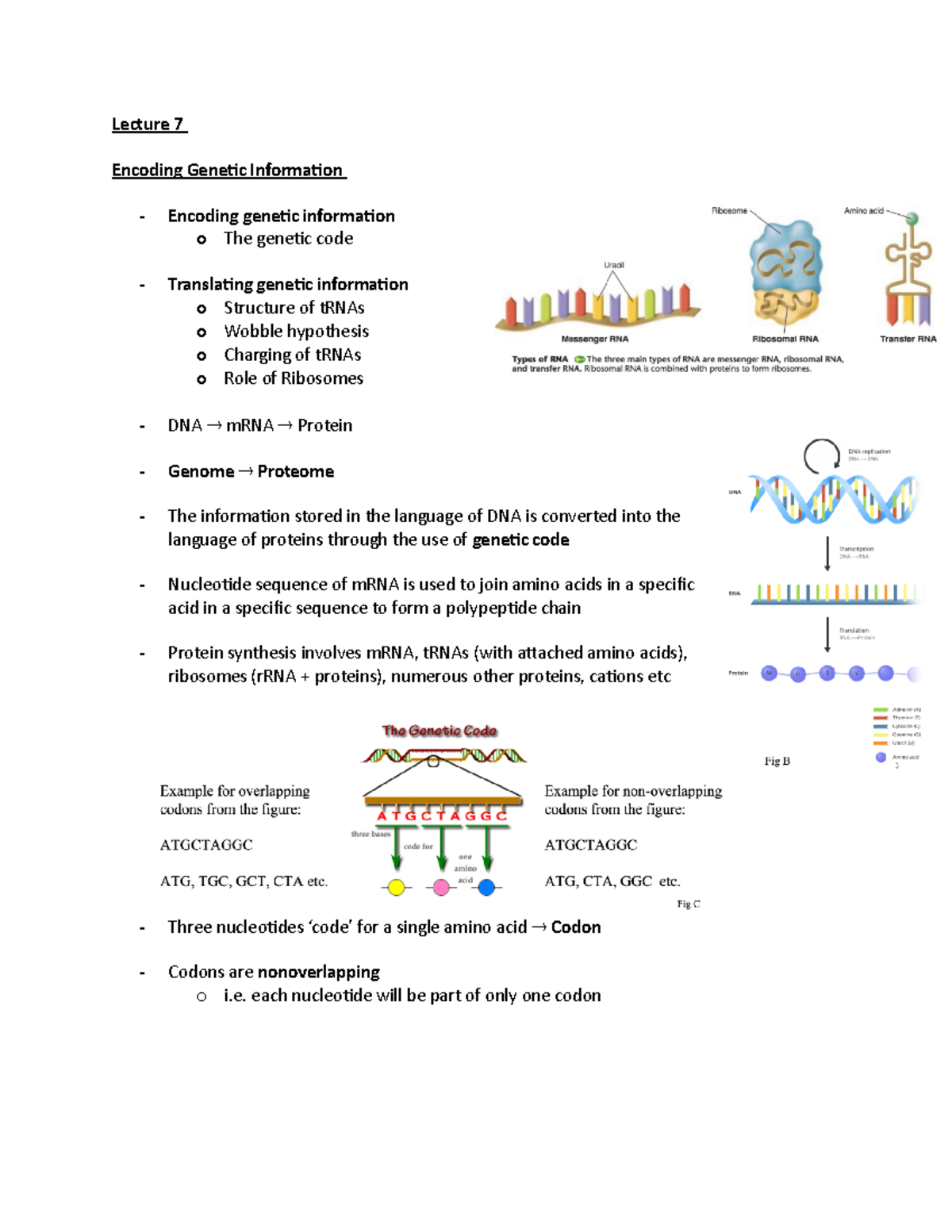 Lecture 7 Notes - Lecture 7 Encoding Genetic Information - Encoding ...