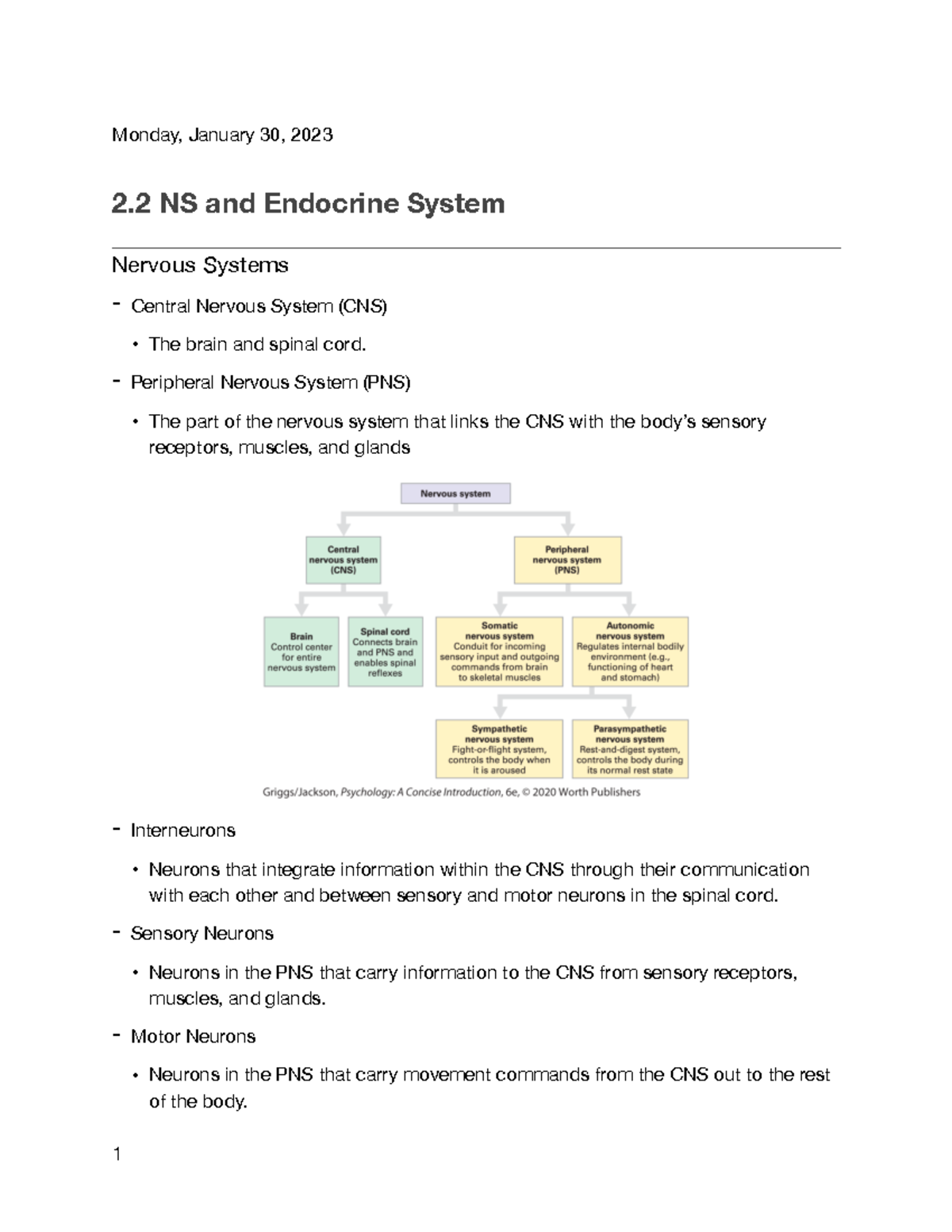 2.2 Nervous System and Endocrine System - Monday, January 30, 2023 2 NS ...