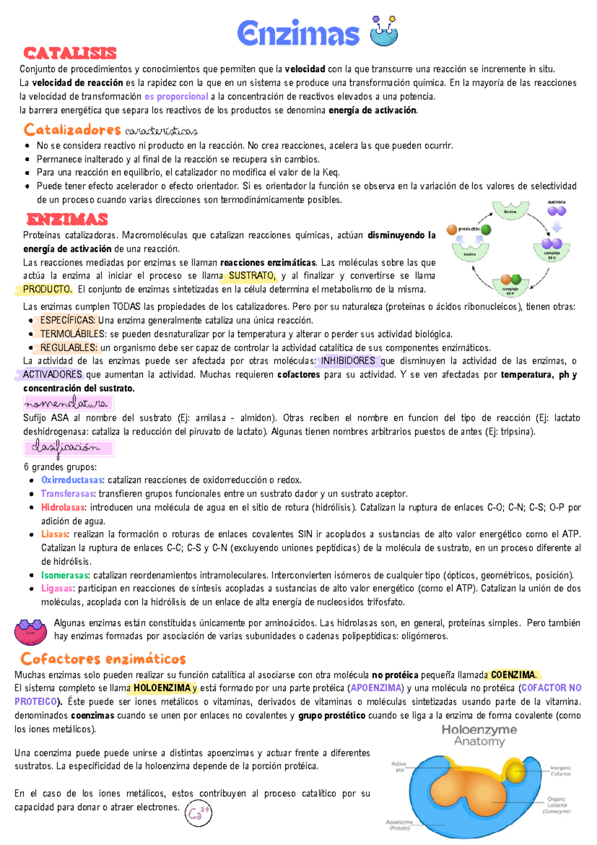 Apuntes Enzimas - Una coenzima puede puede unirse a distintas ...