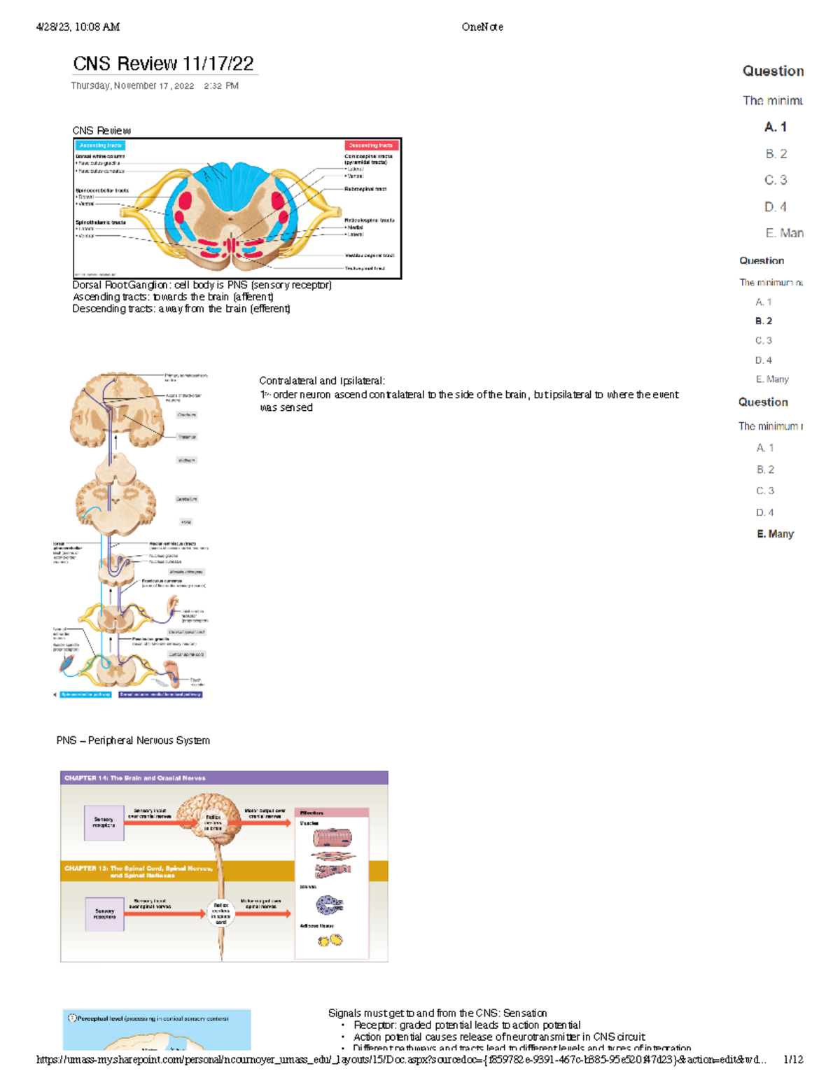 Kin270 CNS Review Lecture Notes - CNS Review 11/17/ Thursday, November ...