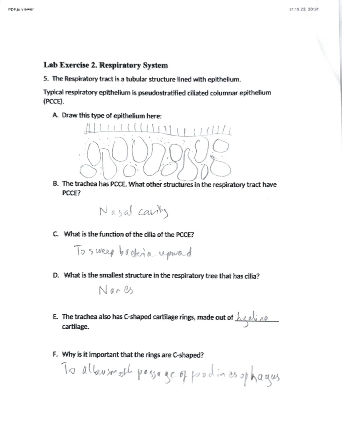 Respiratory System Lab 2 - BIOL 252 - Studocu
