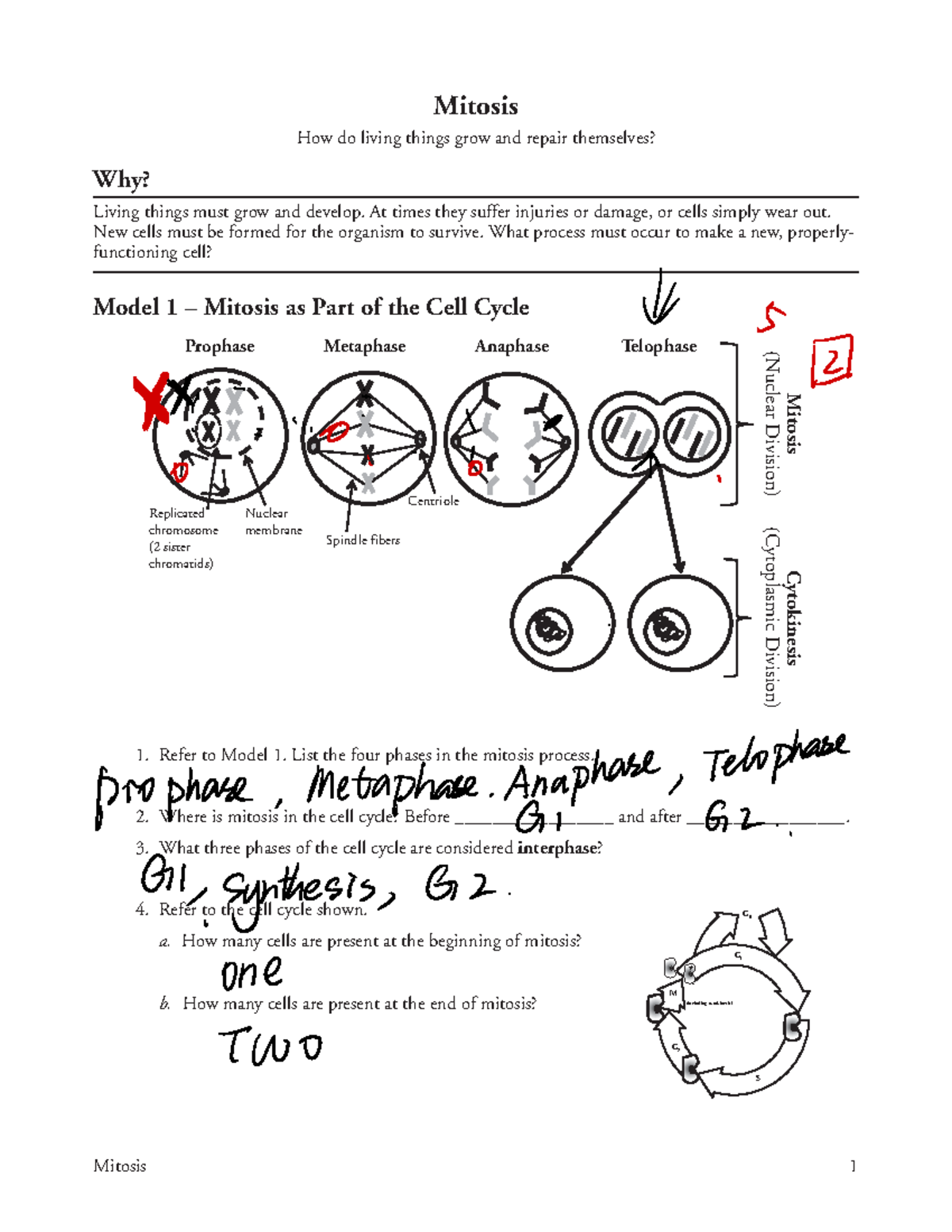 Mitosis Pogil High School Level - Mitosis 1 Mitosis How do living ...