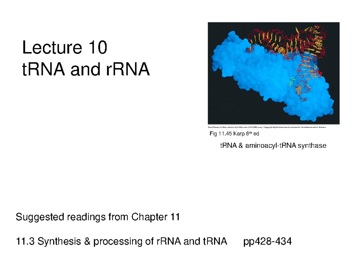 Lecture notes, lectures 10 - tRNA & rRNA - Lecture 10 tRNA and rRNA Fig ...