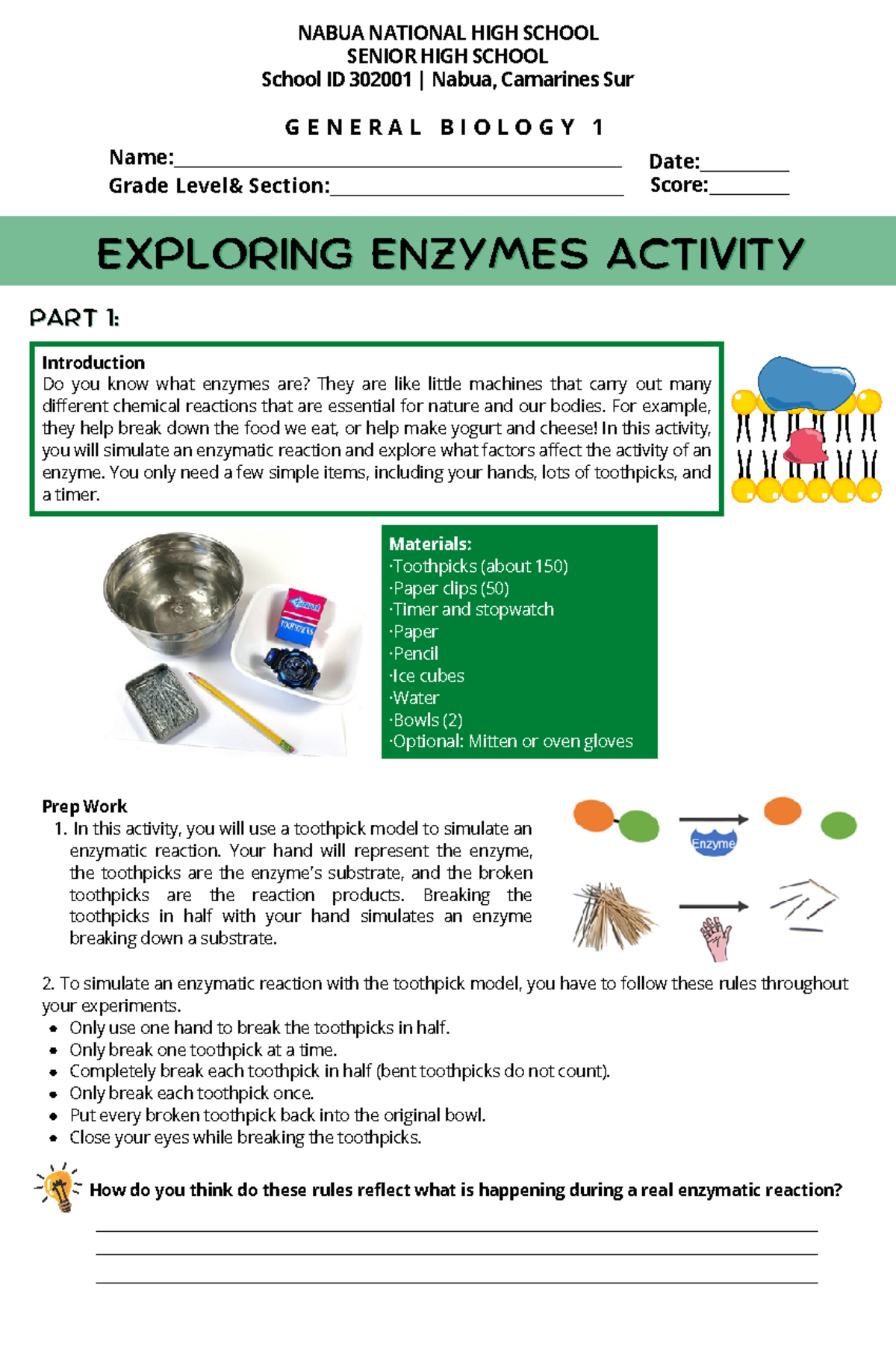 Gen Bio 1-Exploring Enzyme Activity-Worksheet - Introduction Do you ...