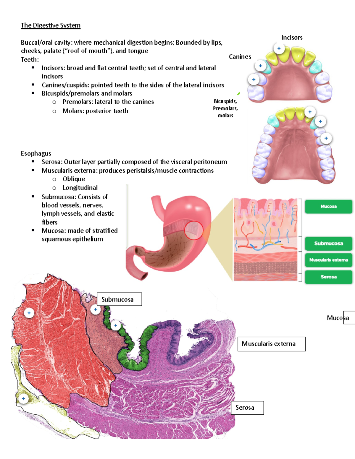 Digestive System Cavity and Organs - Studocu