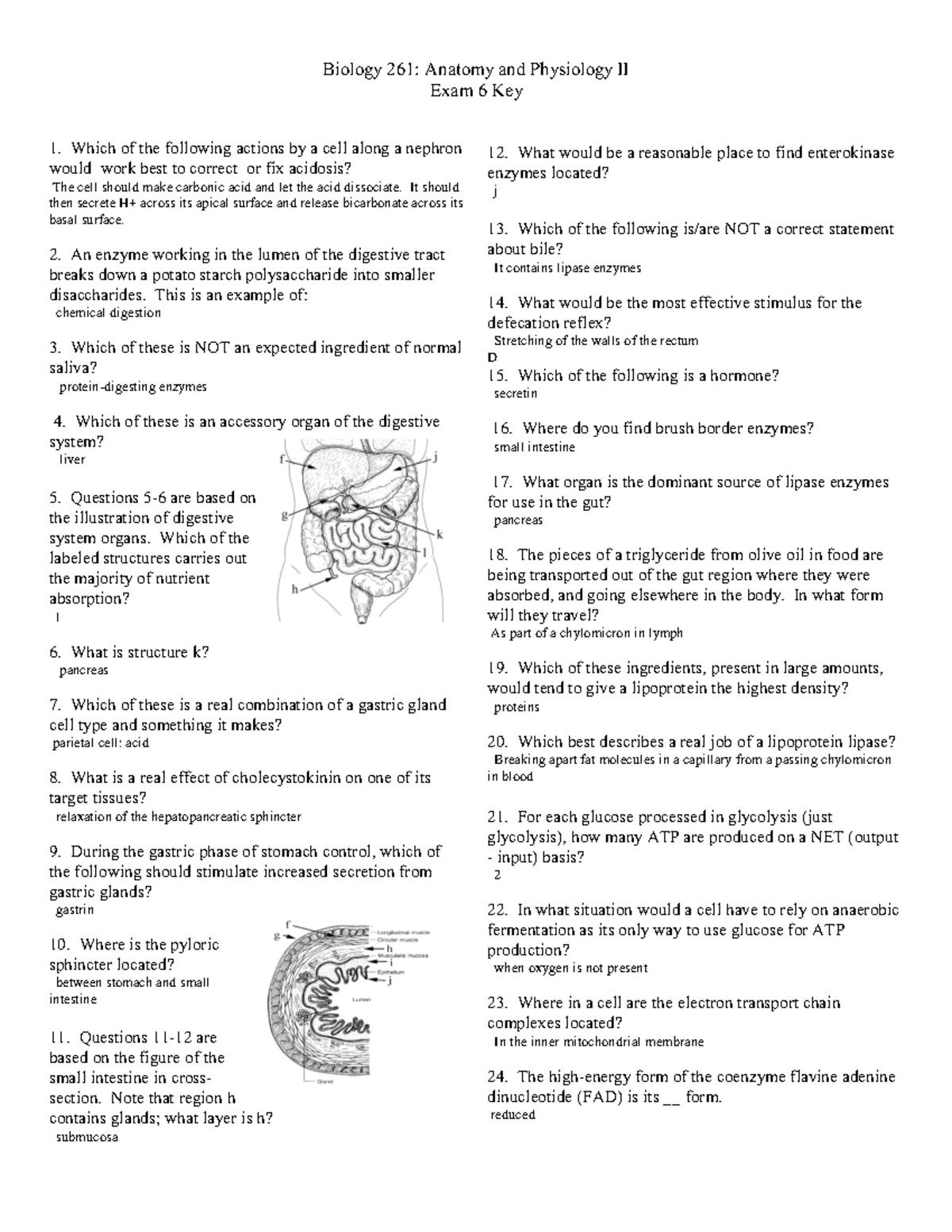 Exam 6 part 1 - exam key - Biology 261: Anatomy and Physiology II Exam ...