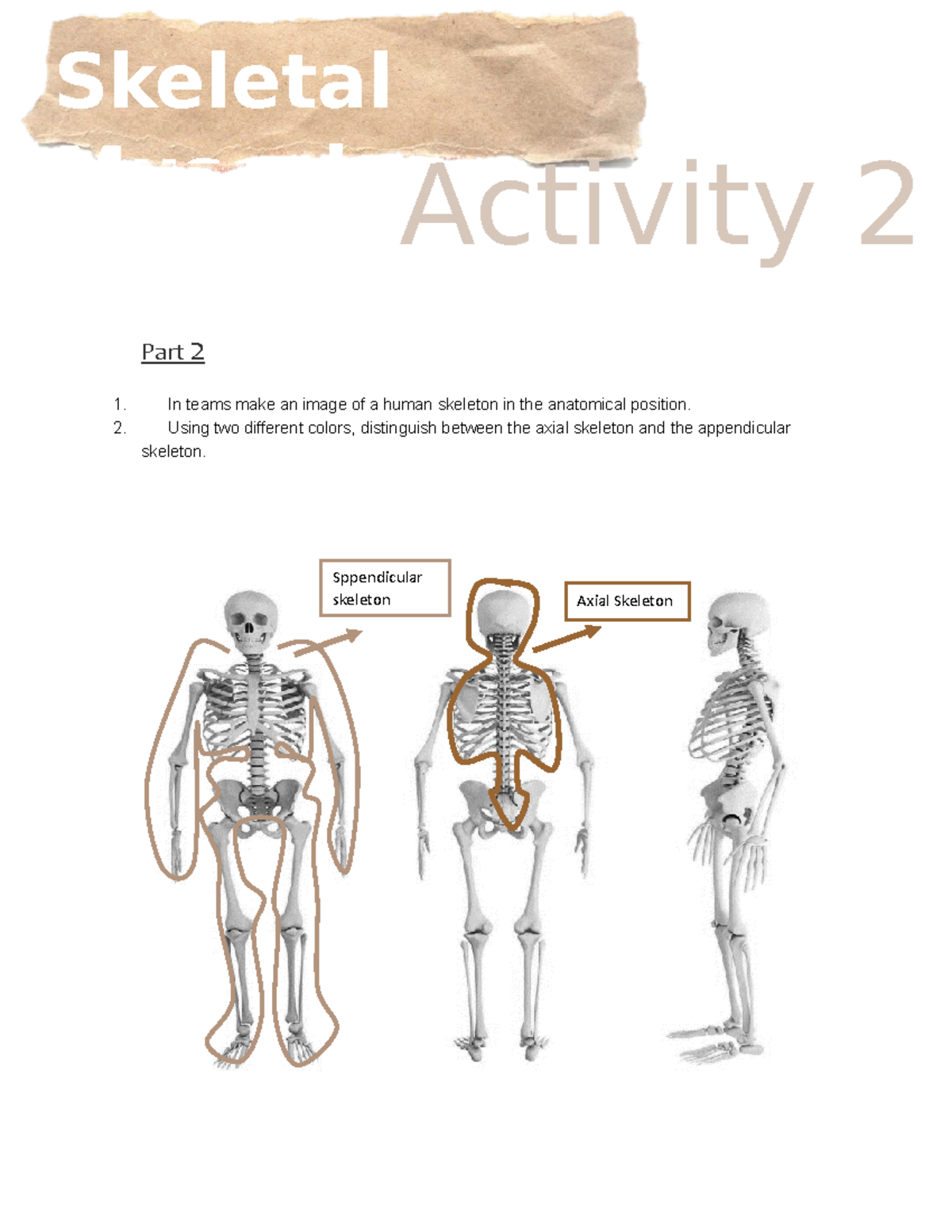 Activity 2, Part 2 Skeletal Muscular System - Part 2 In teams make an ...