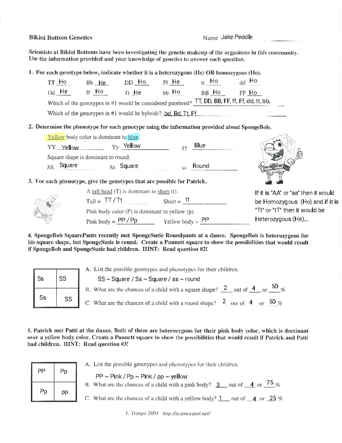 Student Jacob Peddle - 4-Sponge Bob Genetic Practice - Bikini Bottom ...