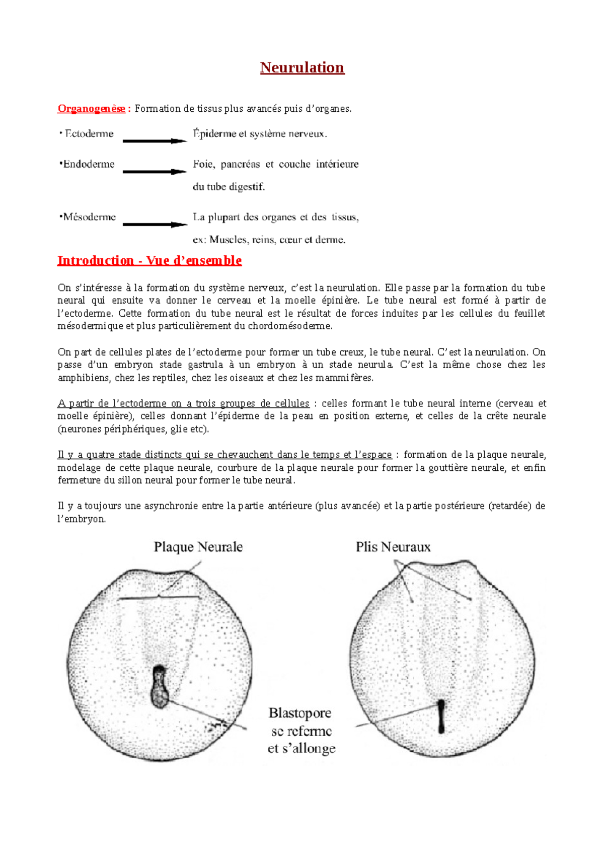 Neurulation - Neurulation Organogenèse : Formation de tissus plus ...