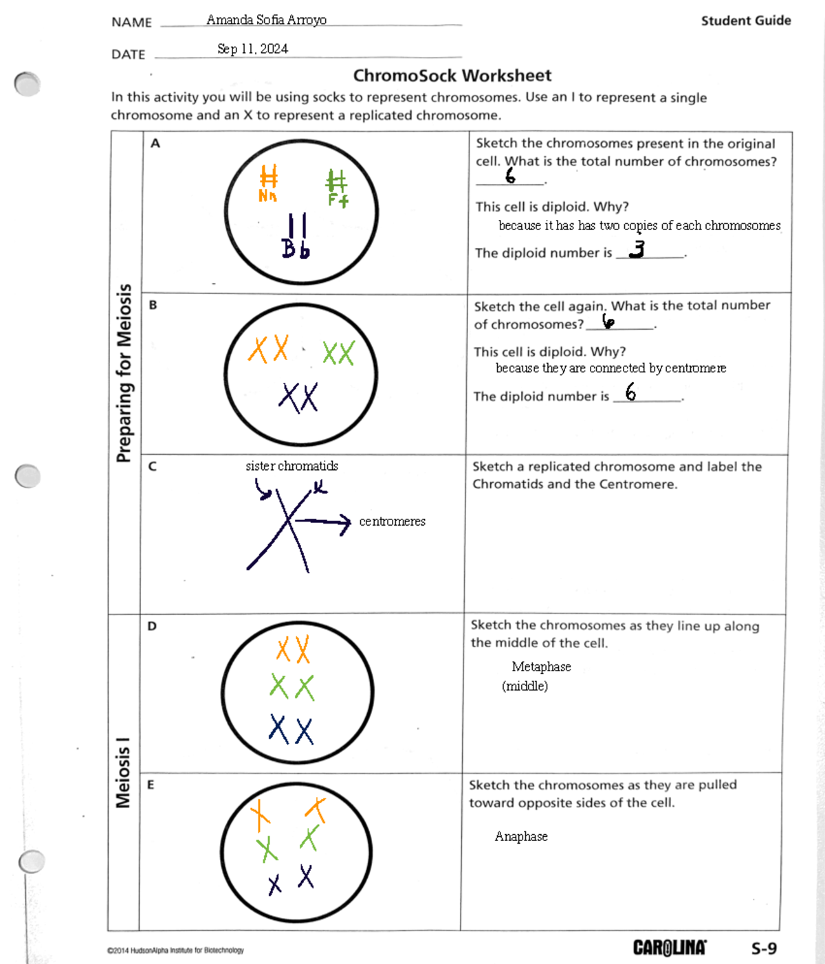 Meiosis Worksheet - Human Genetics - Studocu