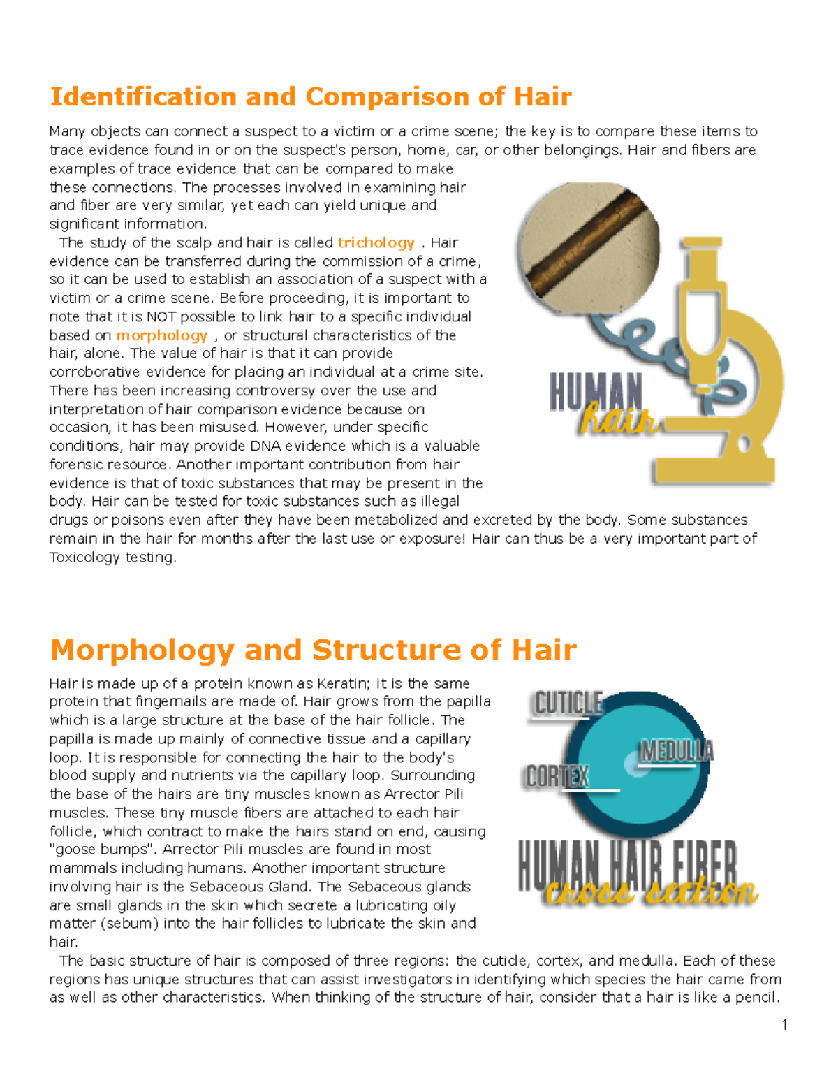 Identification and Comparison of Hair - Hair and fibers are examples of ...