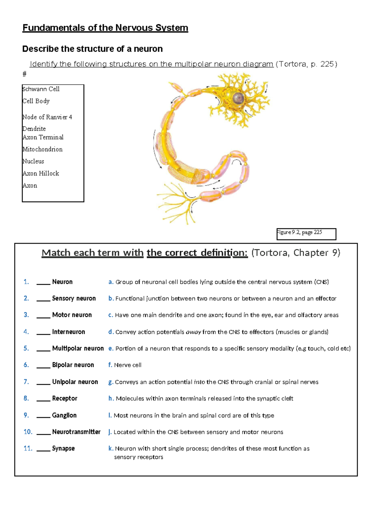 Wk 3, S1 Tutorial Worksheet HAP505 Nervous System Interactive Worksheet ...
