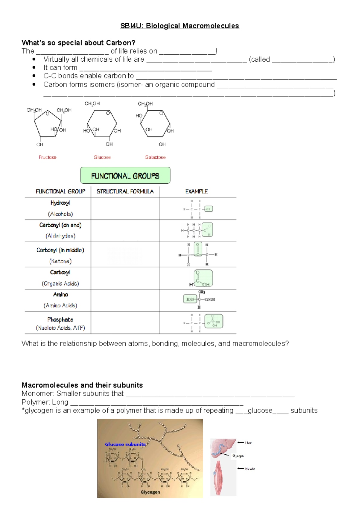 2-biological macromolecules carbs - 17976 - BCU - Studocu