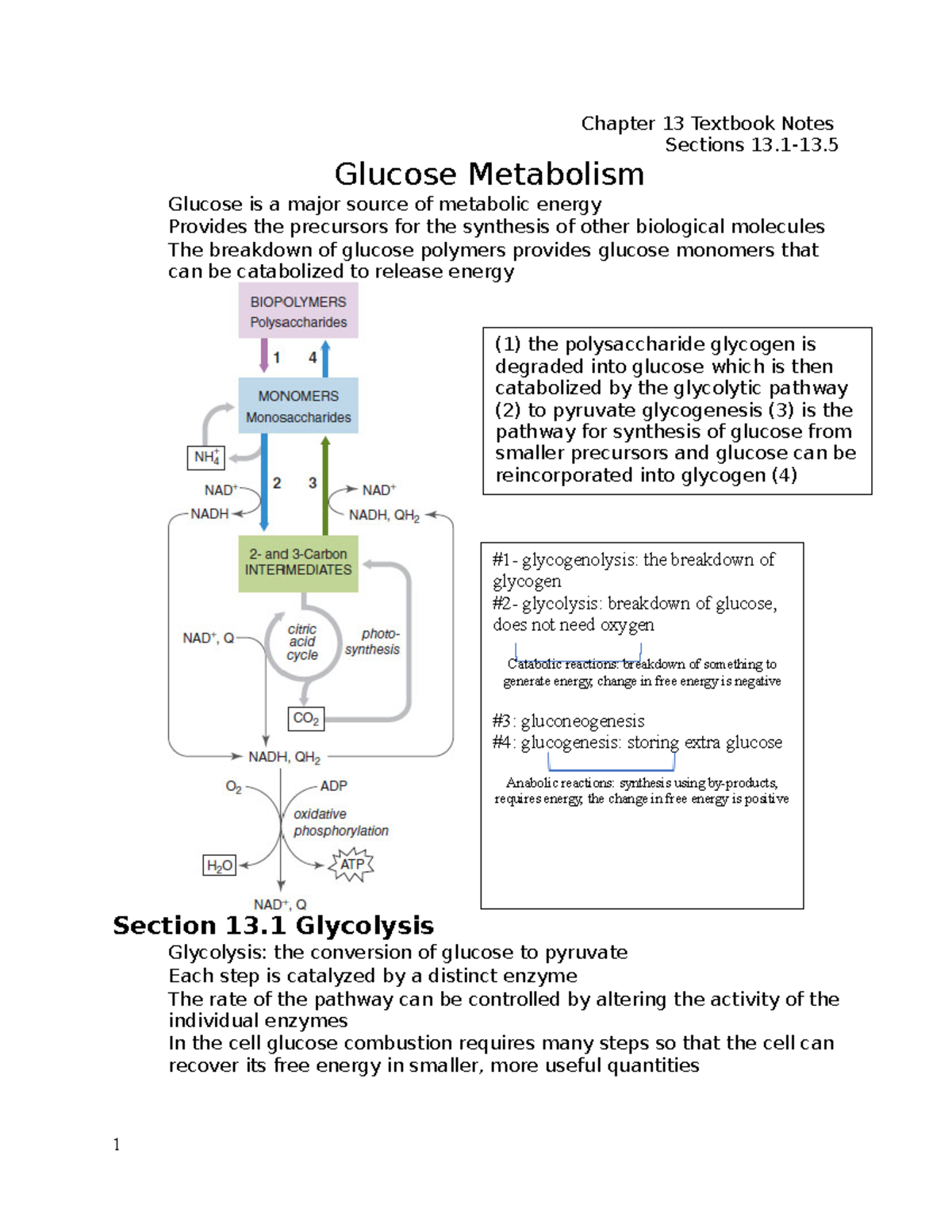 Chapter 13 notes - Chapter 13 Textbook Notes Sections 13-13. Glucose ...