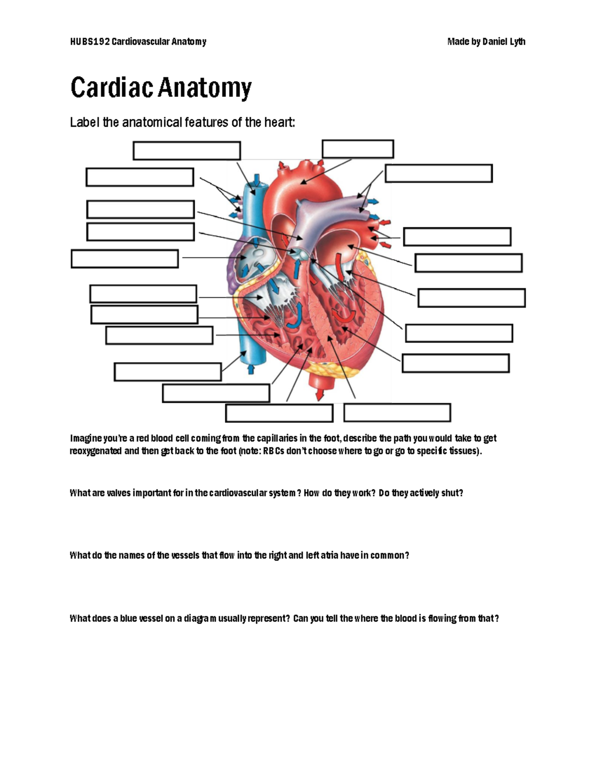 HUBS192 Cardiovascular Anatomy Worksheet 2022 - Cardiac Anatomy Label ...