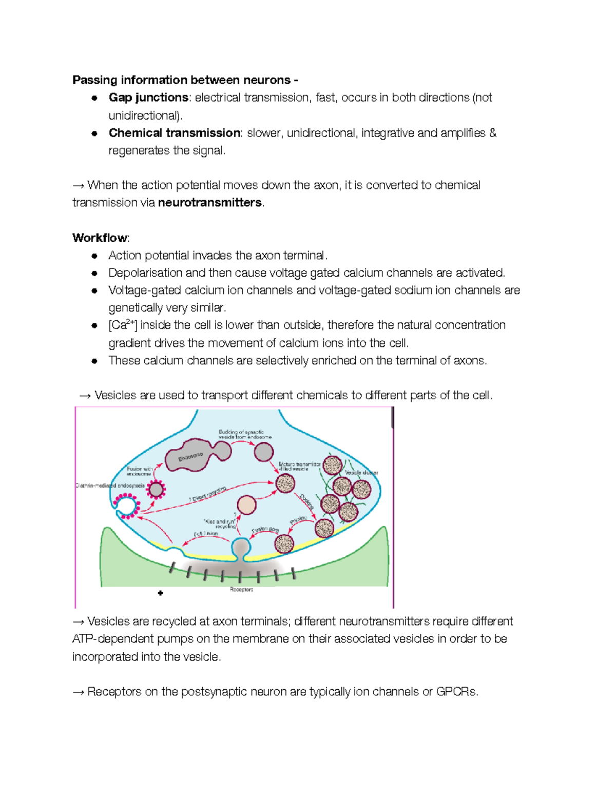 Synapses - neuroscience - Passing information between neurons - Gap junctions: electrical - Studocu