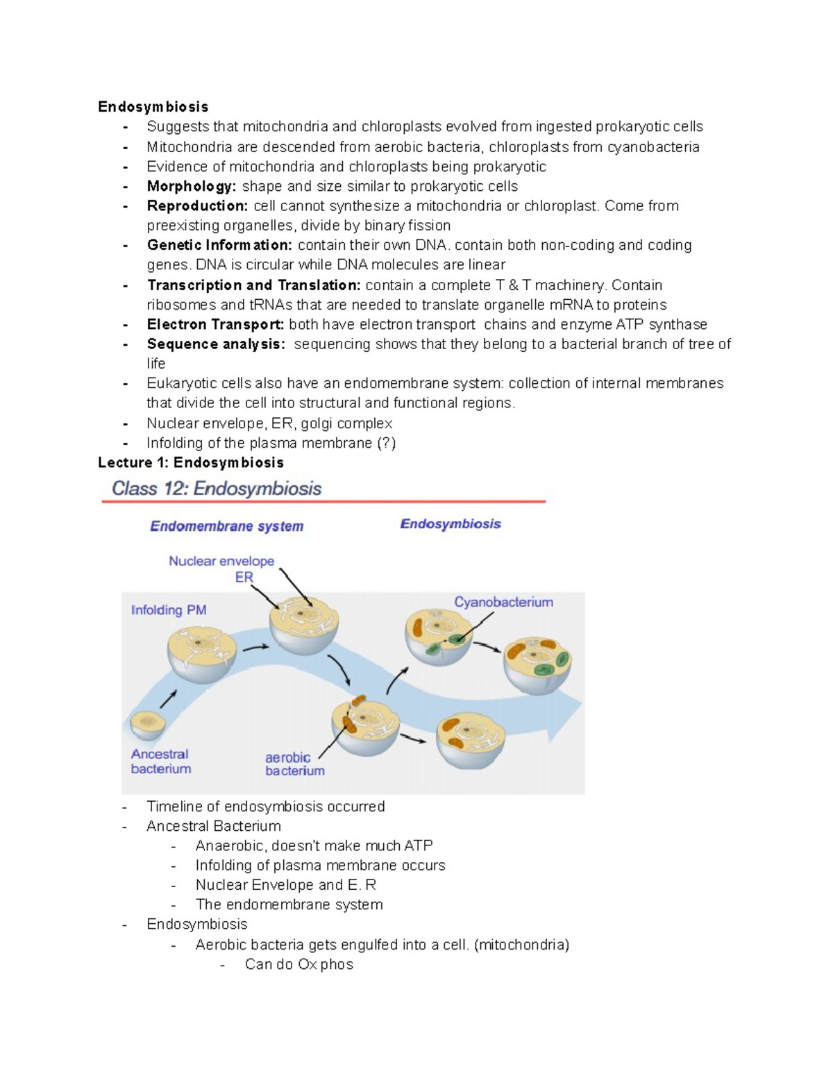 Cycle 6 - Lecture notes - Endosymbiosis - Suggests that mitochondria ...