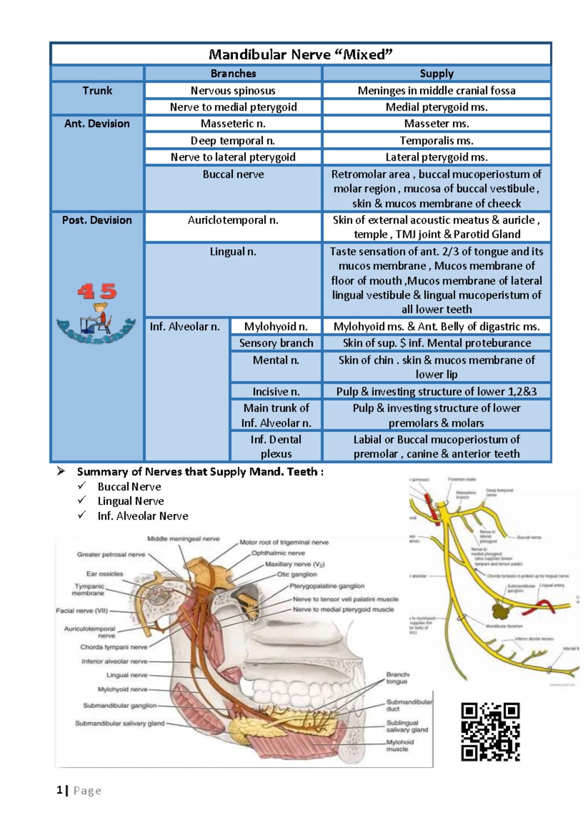 oral and maxillofacial nerves summery - 1 | P a g e Mandibular Nerve ...