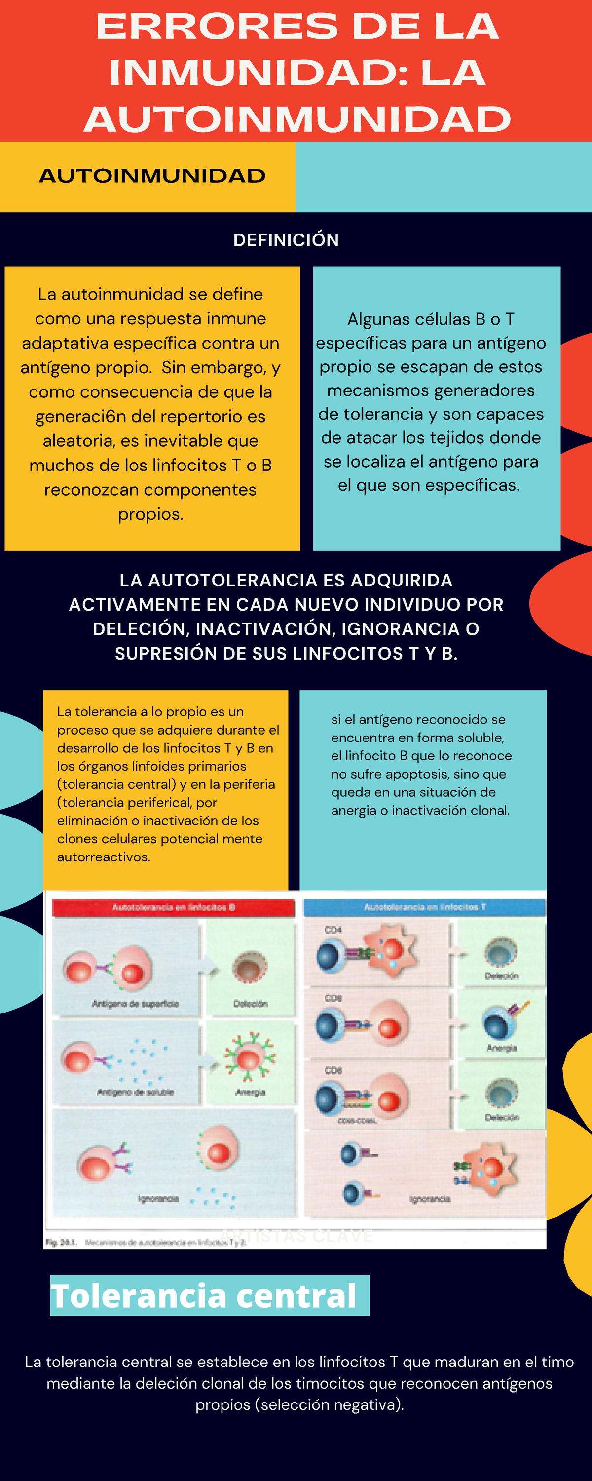 Errores de la inmunidad la autoinmunidad - AUTOINMUNIDAD DEFINICIÓN La ...