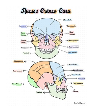 Morfo completo - Cóndilo Parte de un hueso, que tiene forma circular y ...