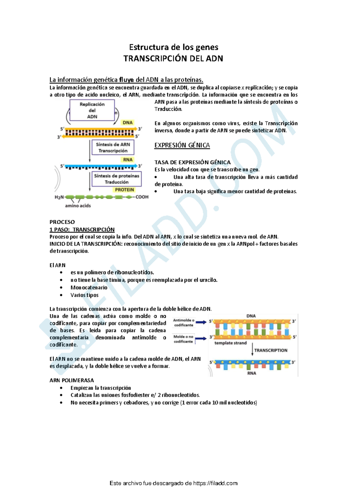 Estructura de los genes - Estructura de los genes TRANSCRIPCIÓN DEL ADN ...