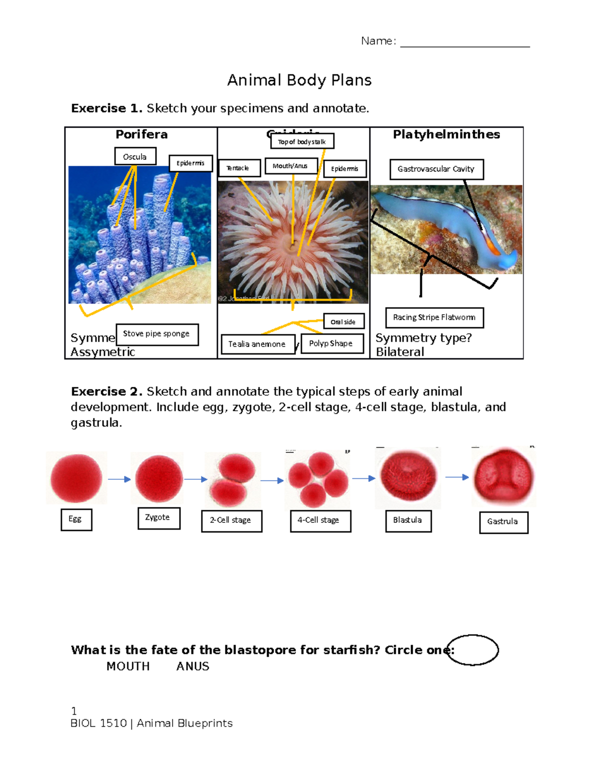Lab 07 Worksheet Animal Blueprints - Name ...