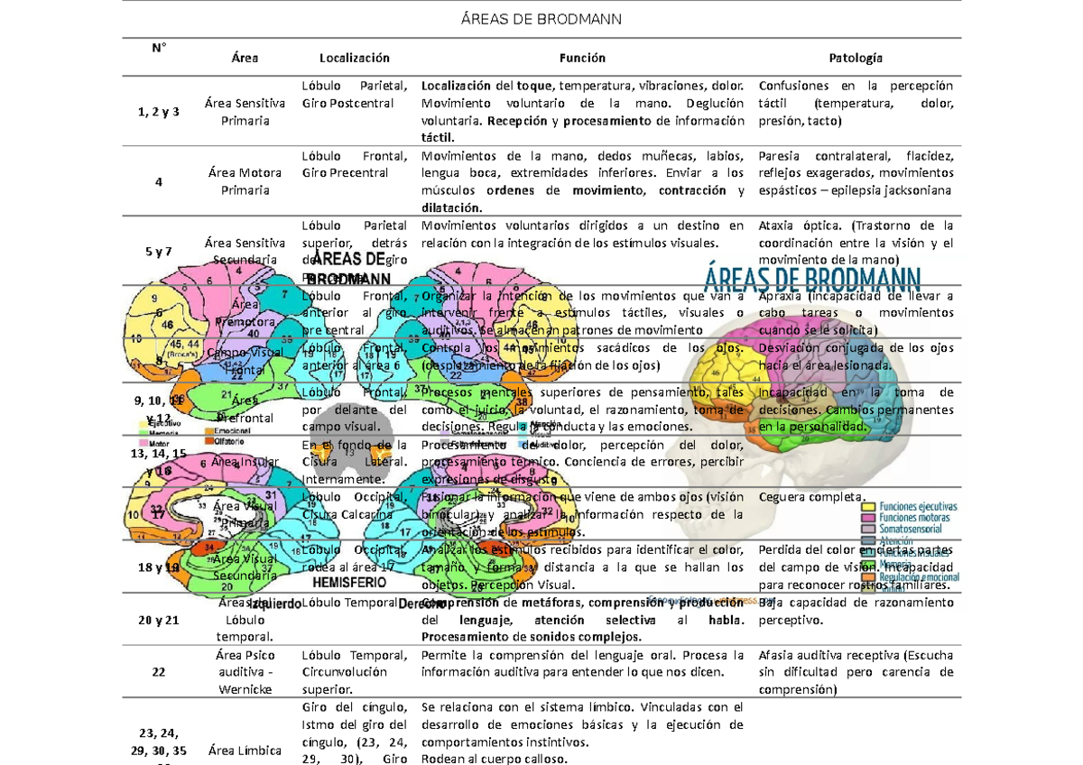 Áreas DE Brodmann - Cuadro - ÁREAS DE BRODMANN N° Área Localización ...