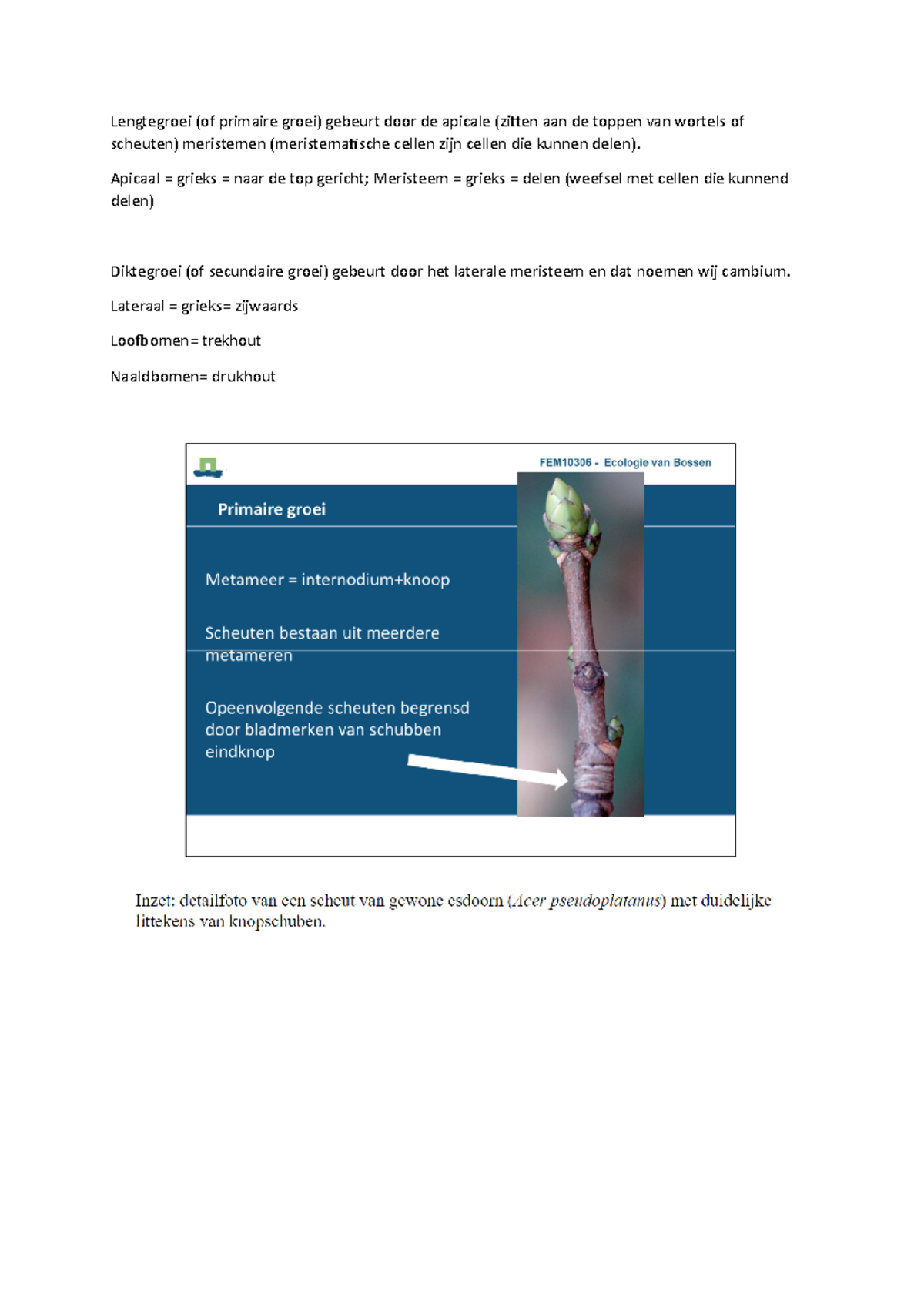 Belangrijke stof Ecology of Forests - Lengtegroei (of primaire groei ...